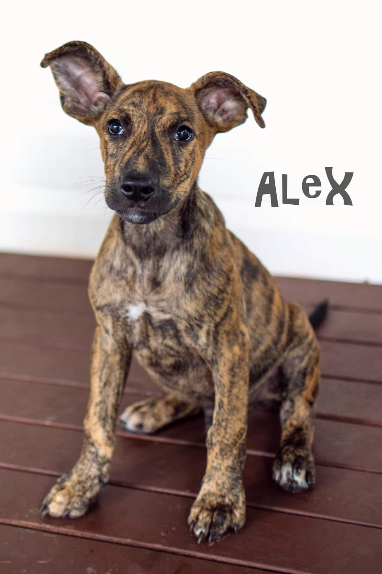 Alex - Medium Male Mixed Breed Dog in QLD - PetRescue