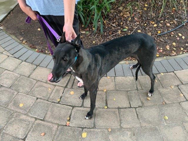 Bluey - Small Female Greyhound Dog in ACT - PetRescue
