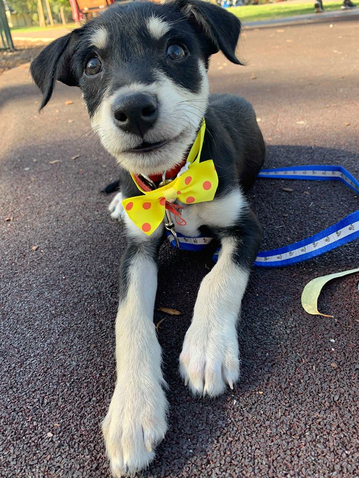 **On Trial** Basil - Medium Male Cross breed x Staghound Dog in SA ...