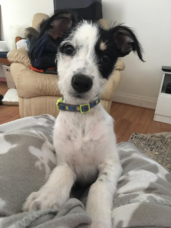 **On Trial** Saffron - Medium Female Cross breed x Staghound Dog in SA ...