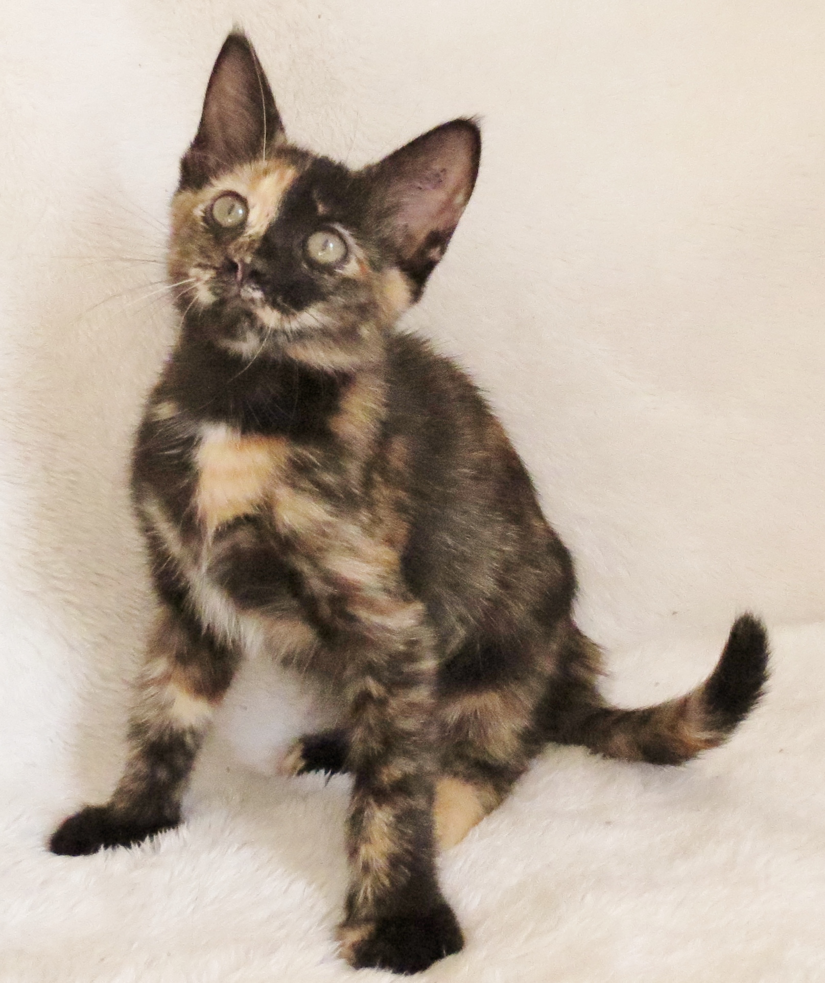 Mogwai - Female Domestic Short Hair Cat in QLD - PetRescue