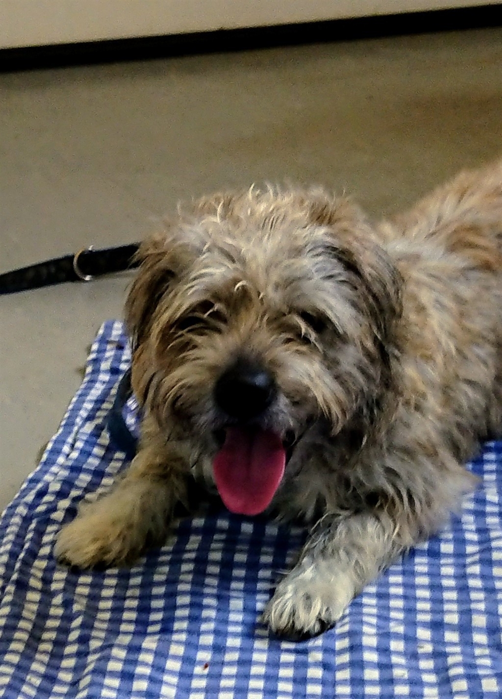 Beau - Medium Male Maltese Terrier x English Staffordshire Bull Terrier ...