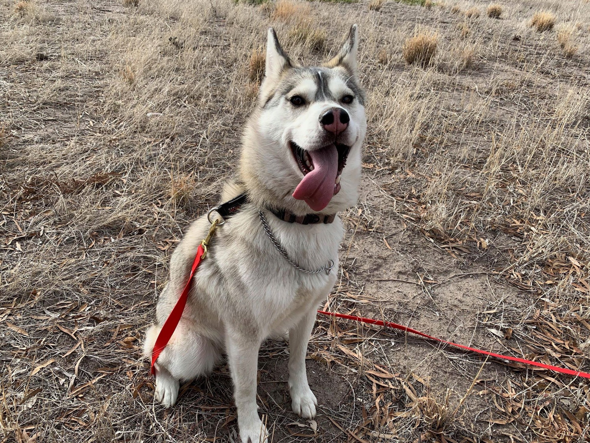 Mishka - Medium Female Siberian Husky Dog in VIC - PetRescue