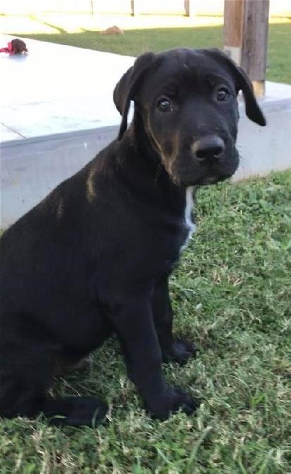 Achilles - Large Male Rhodesian Ridgeback x Shar Pei Mix Dog in QLD ...