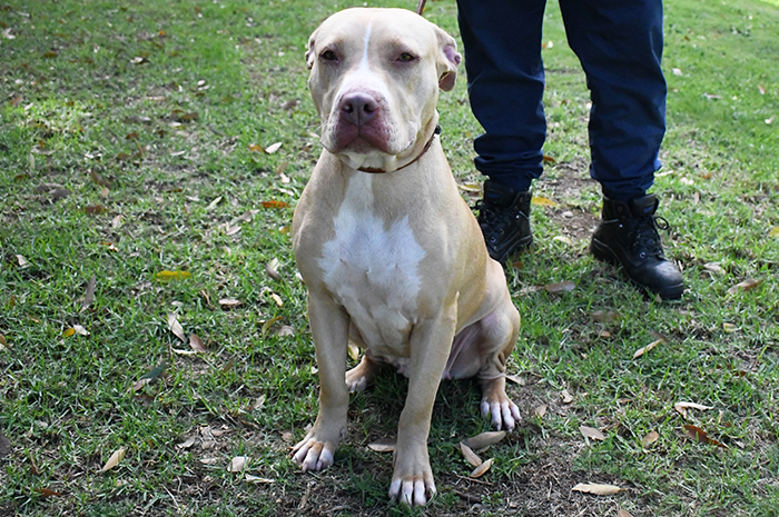 Ginger 31542 Campbelltown ACF - Medium Female American Staffordshire ...