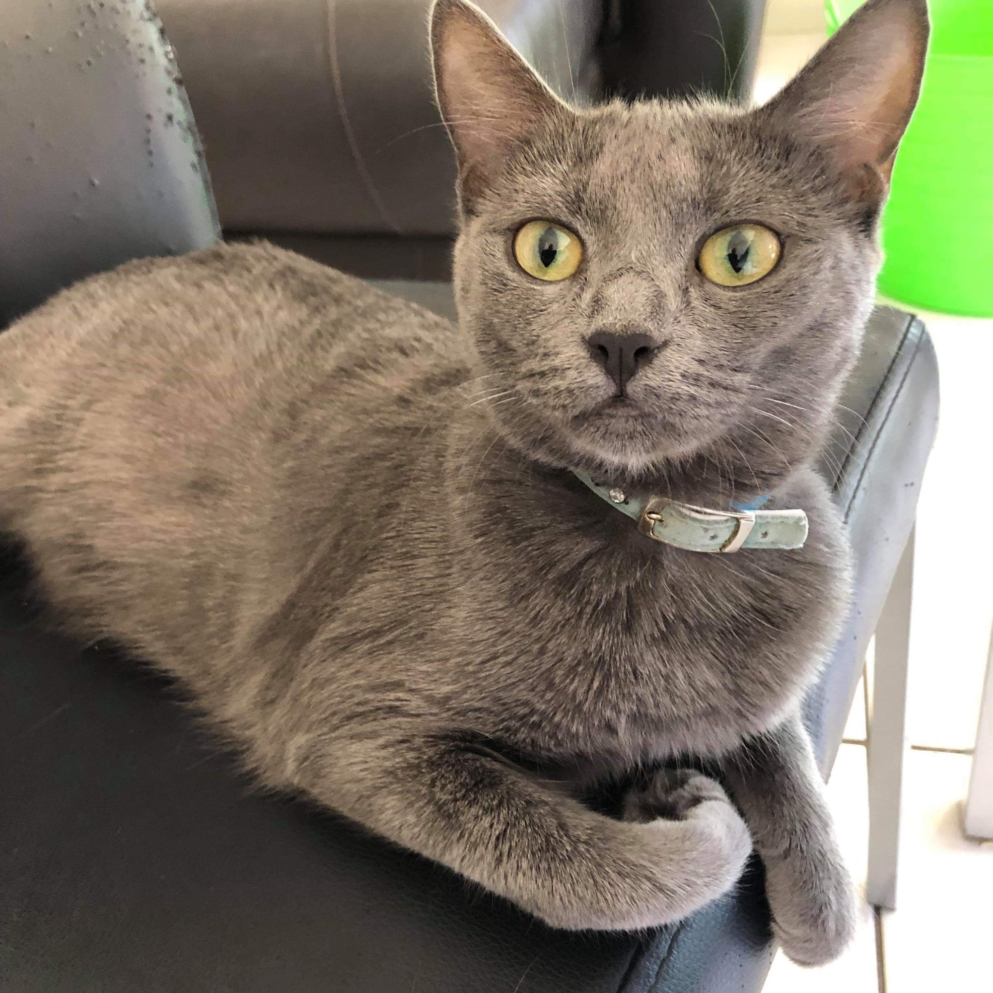 Ash - Female Domestic Short Hair Cat in QLD - PetRescue