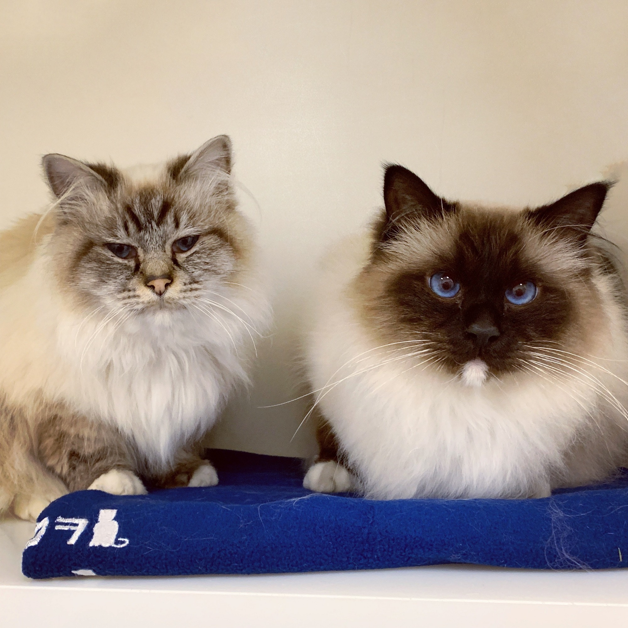 Milo & Pebbles - Male Birman Cat in VIC - PetRescue