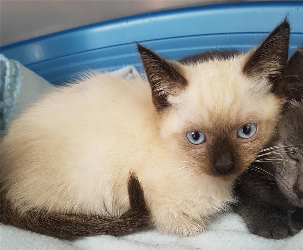Merlin - Male Himalayan Mix Cat in QLD - PetRescue