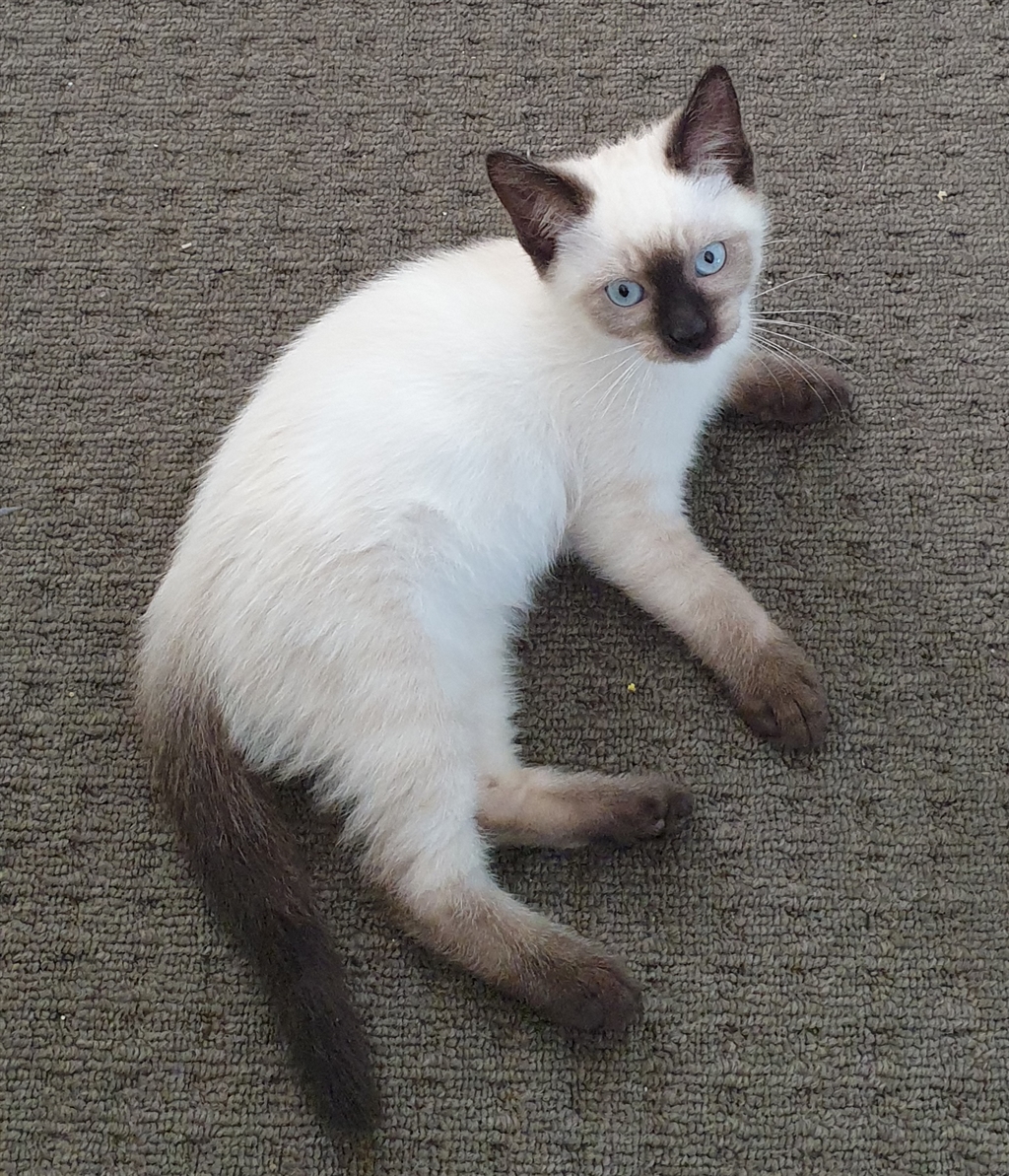 Bowie - Male Himalayan Mix Cat in QLD - PetRescue