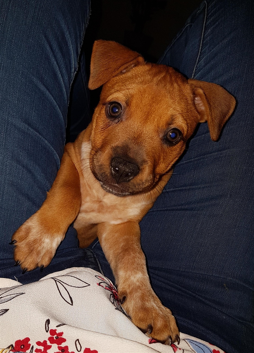 Maya - Medium Female Rhodesian Ridgeback x American Staffordshire Bull ...