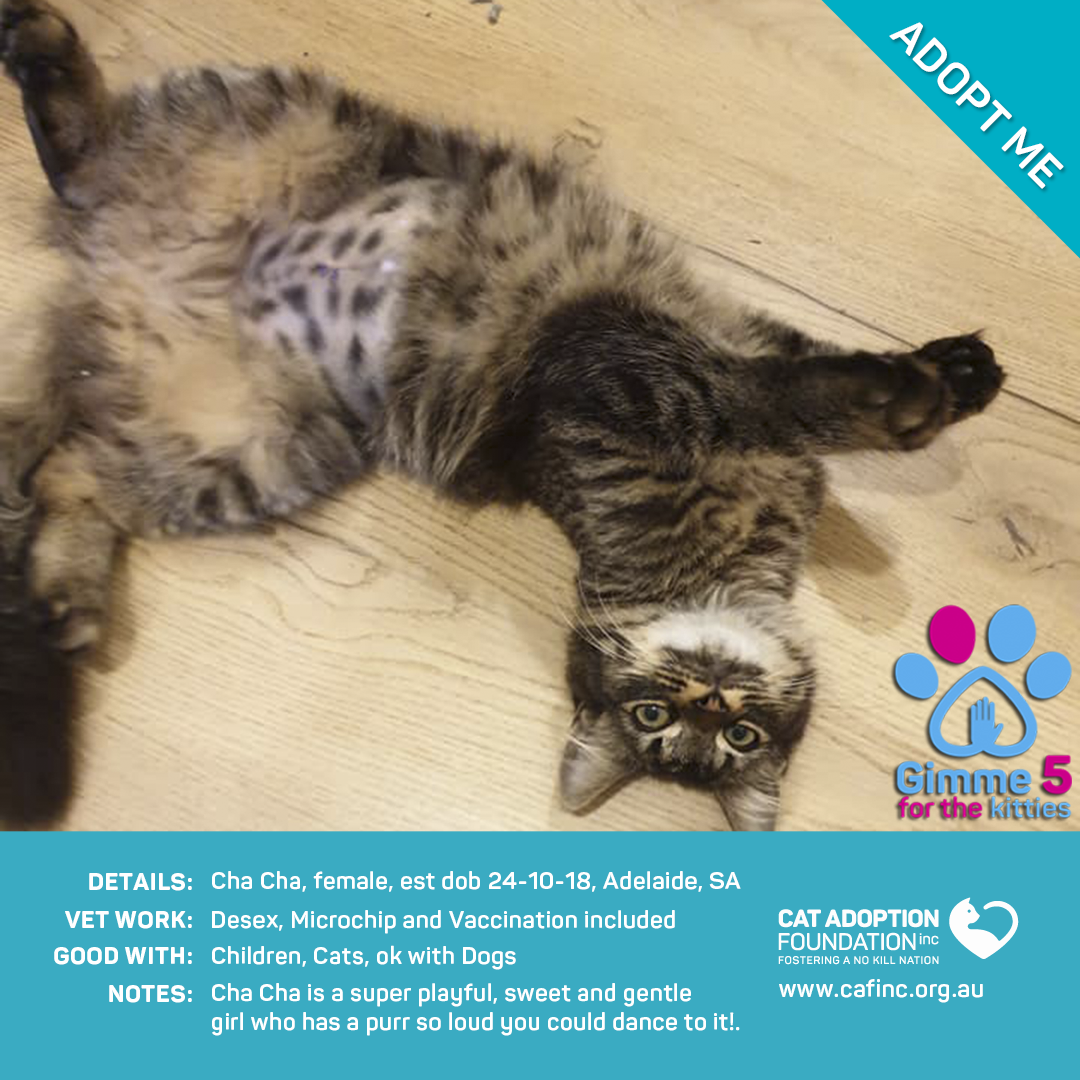 ChaCha - Female Domestic Short Hair Cat in SA - PetRescue