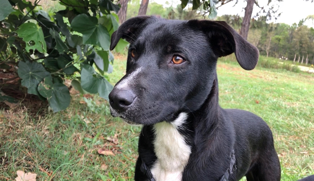 Rex - Large Male Border Collie x English Staffordshire Bull Terrier Mix ...