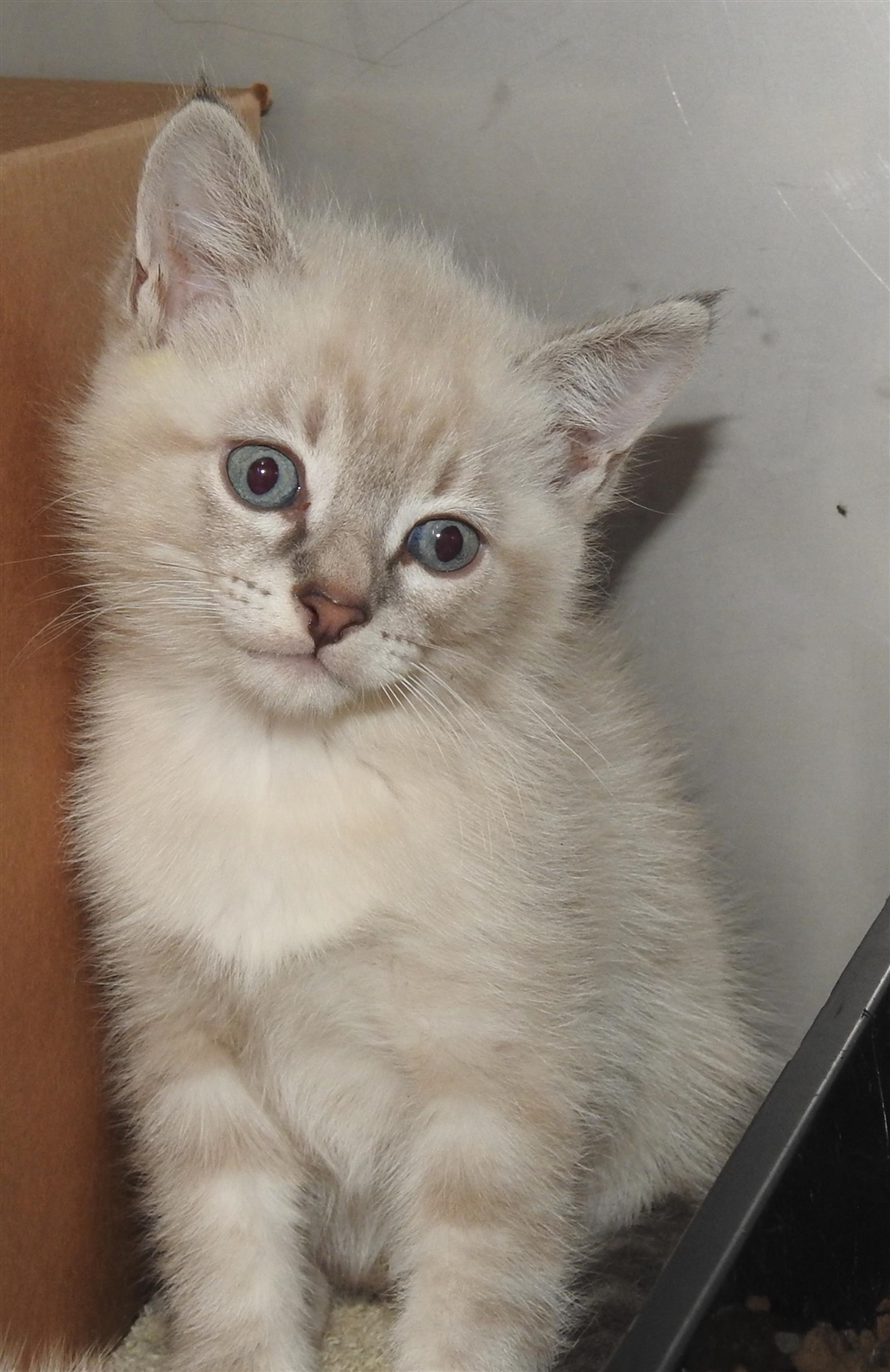 Mimsy - Female Ragdoll Mix Cat in QLD - PetRescue