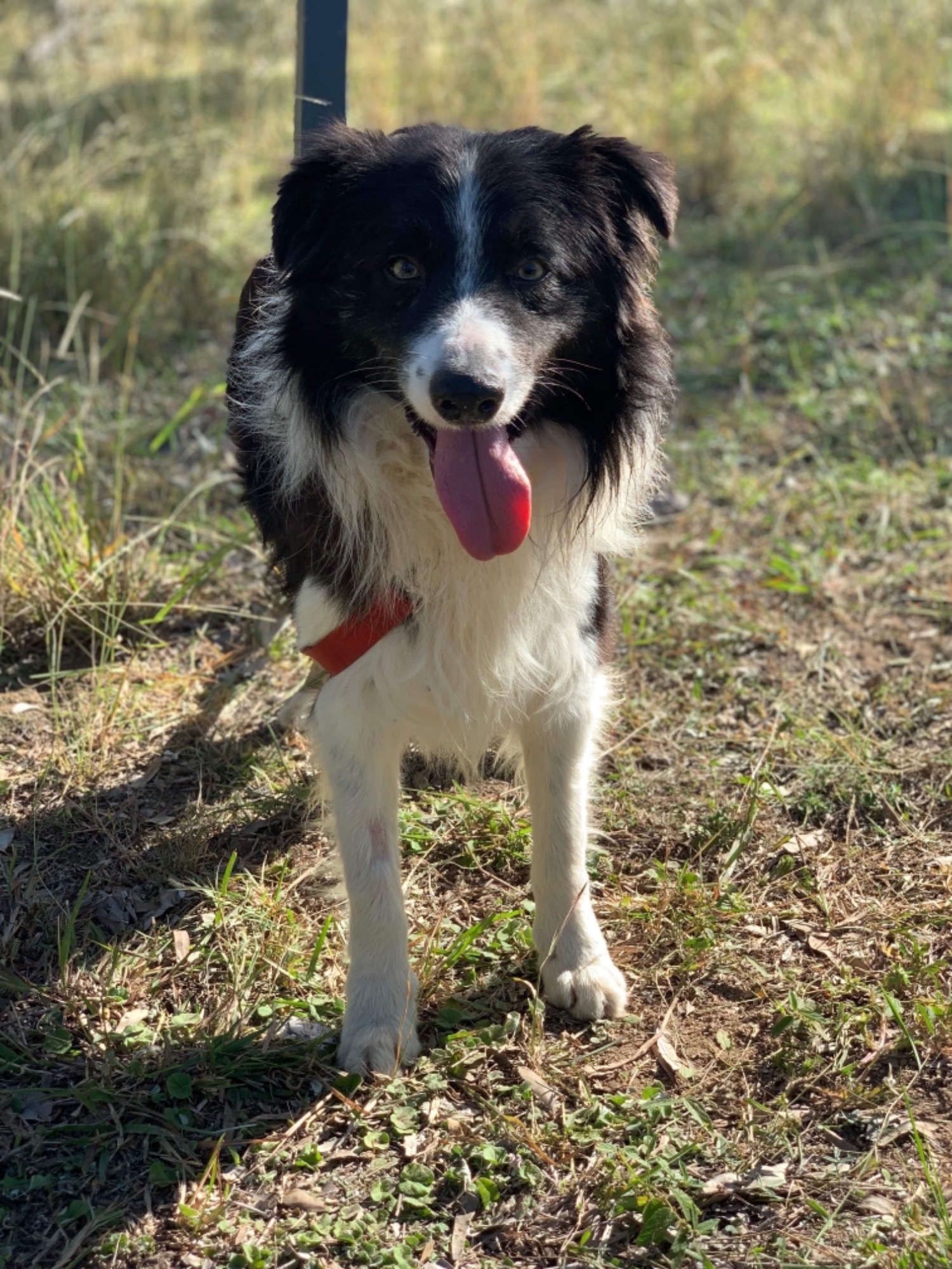 Eazy - Medium Male Border Collie Dog in QLD - PetRescue