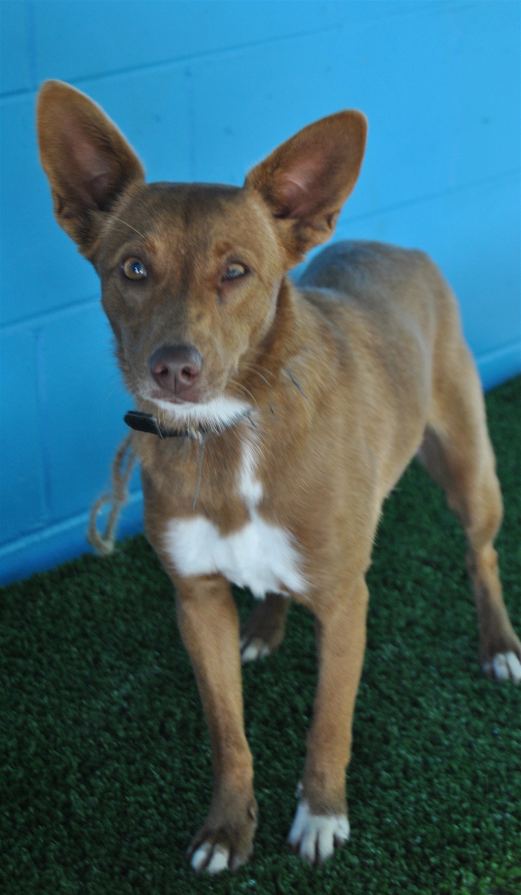 Bella - Small Female Kelpie x Miniature Fox Terrier Mix Dog in QLD ...