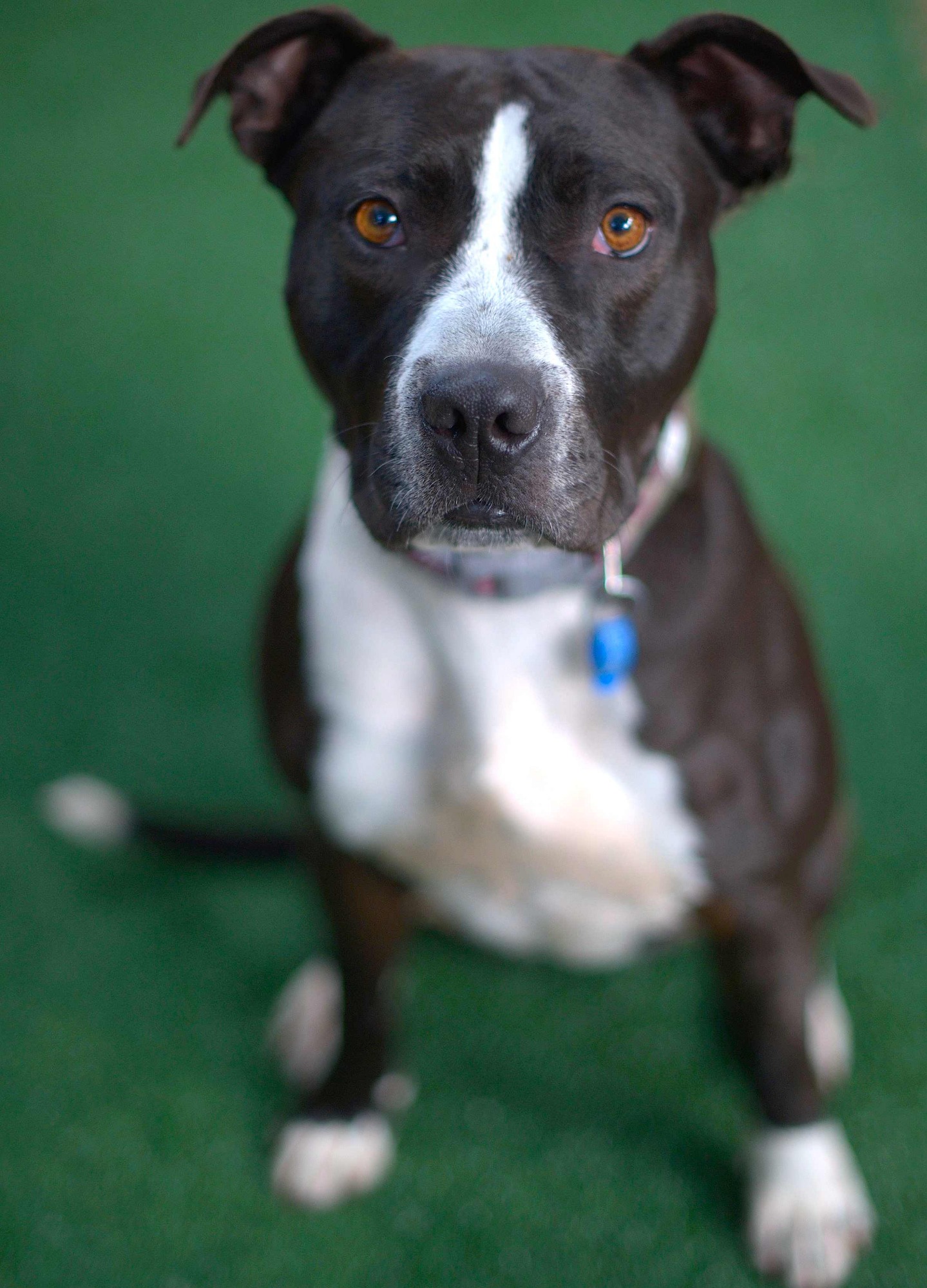 Roxy - Medium Female American Staffordshire Terrier Dog in NSW - PetRescue