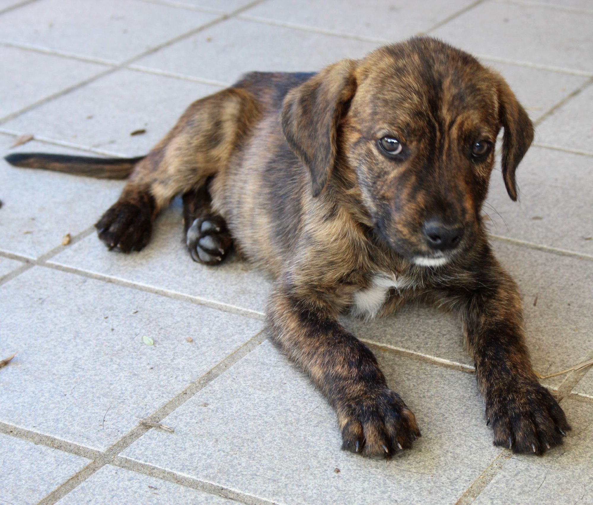 Odie - Medium Male Staffy Mix Dog in QLD - PetRescue