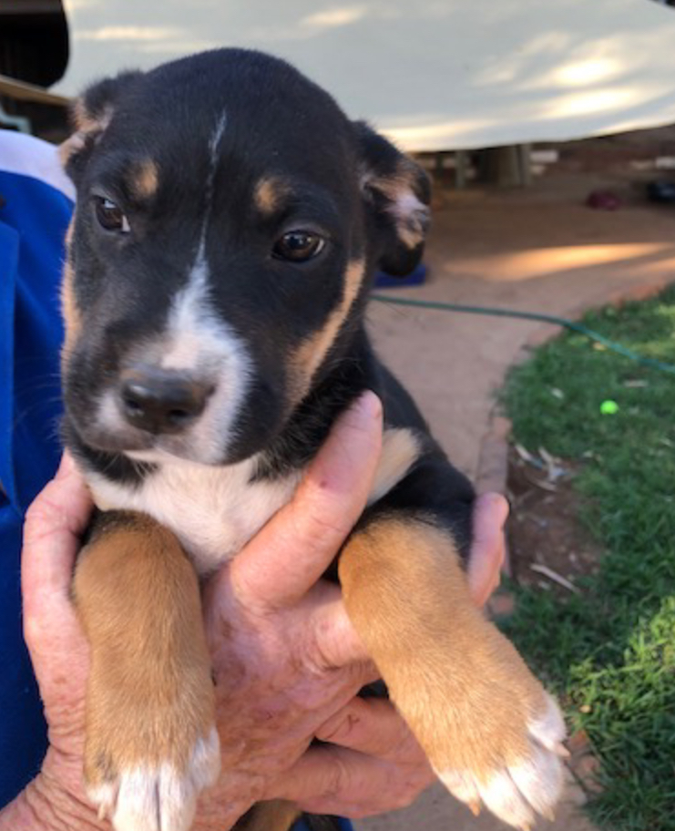 Benji - Medium Male Mixed Breed Dog in WA - PetRescue