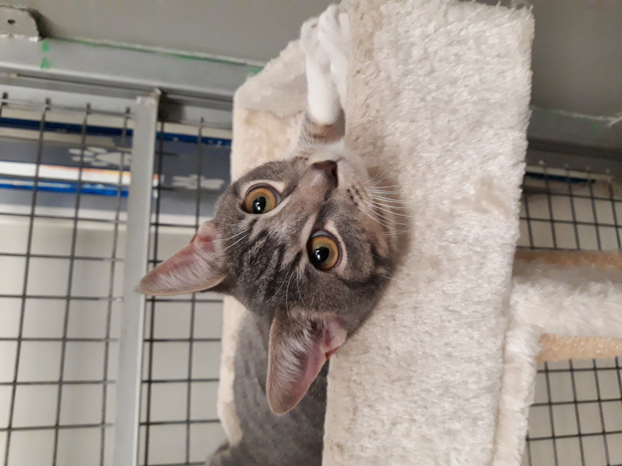 Stumpy - Male Domestic Short Hair Cat in VIC - PetRescue