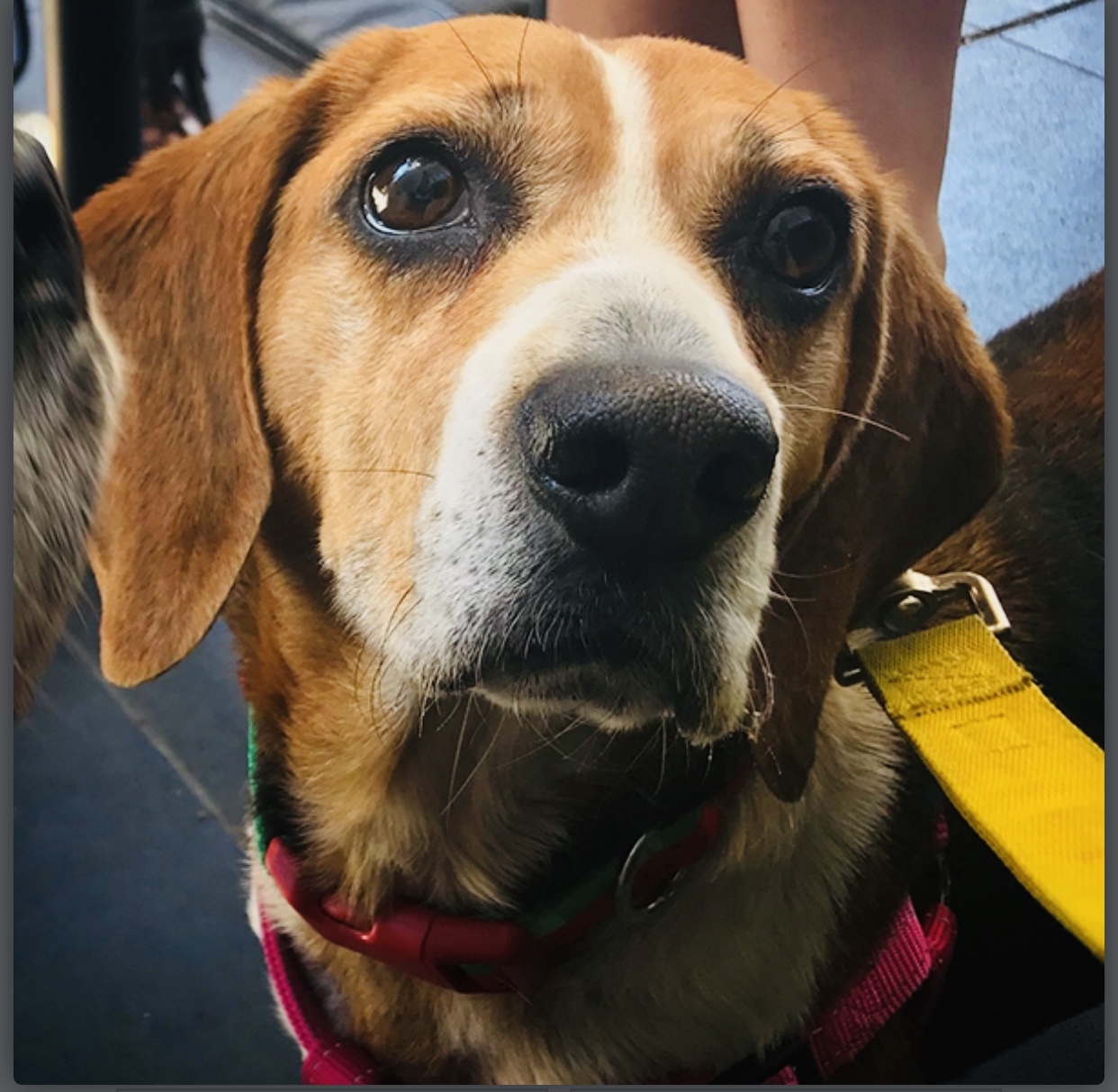 Coconut - Medium Female Beagle Dog in VIC - PetRescue