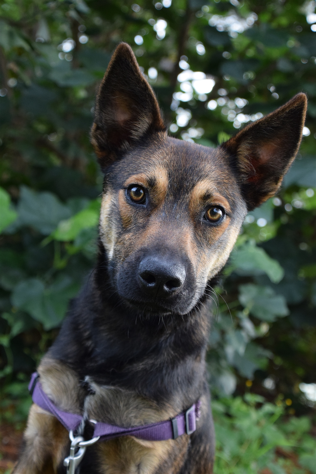 Zorro - Large Male German Shepherd x Kelpie Mix Dog in QLD - PetRescue