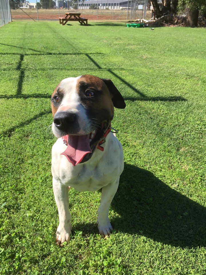 Ace - Large Male Bull Arab Dog in NSW - PetRescue