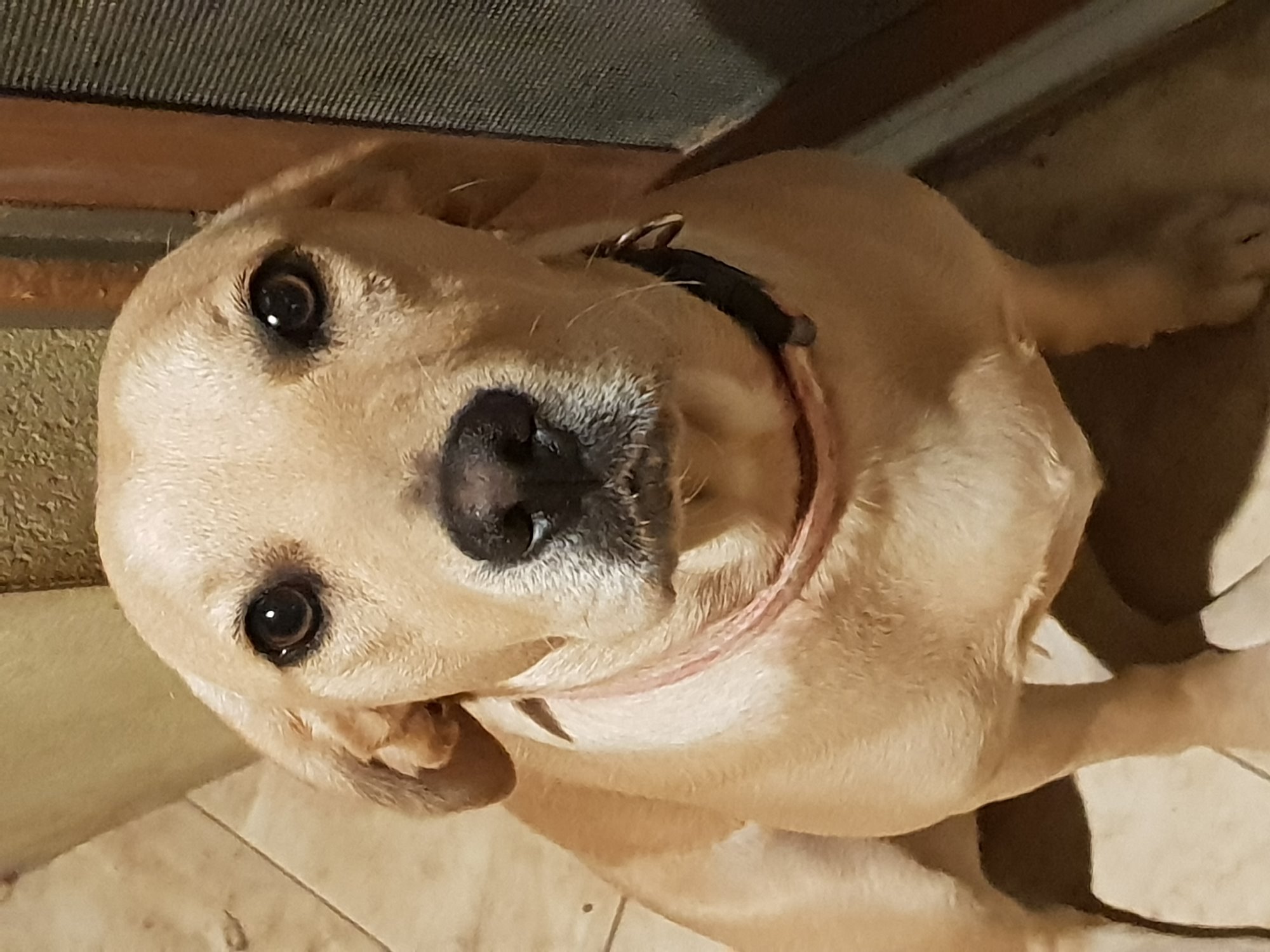 pippa - Medium Female Labrador Mix Dog in VIC - PetRescue