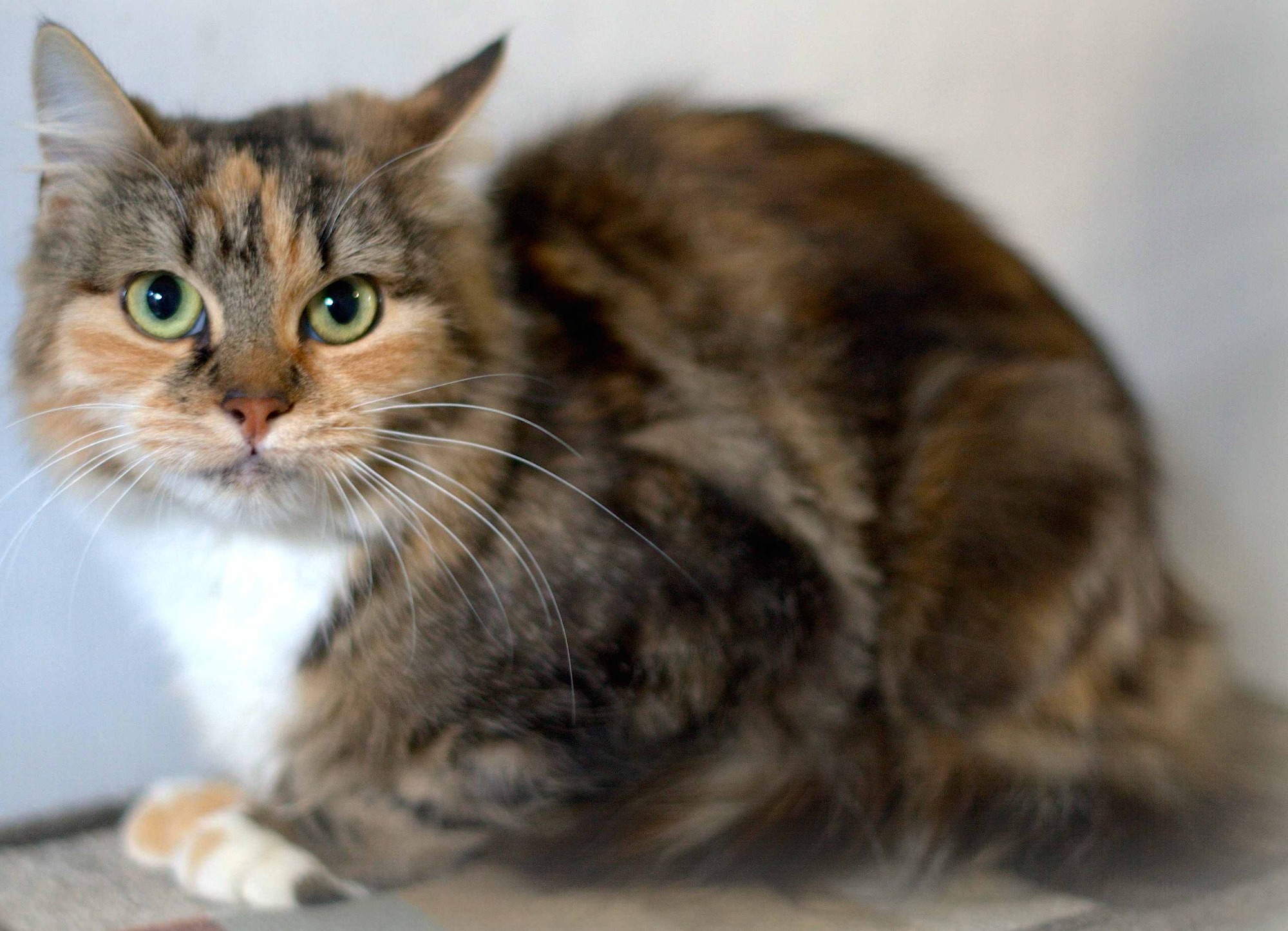 Bella - Female Domestic Medium Hair Cat in NSW - PetRescue