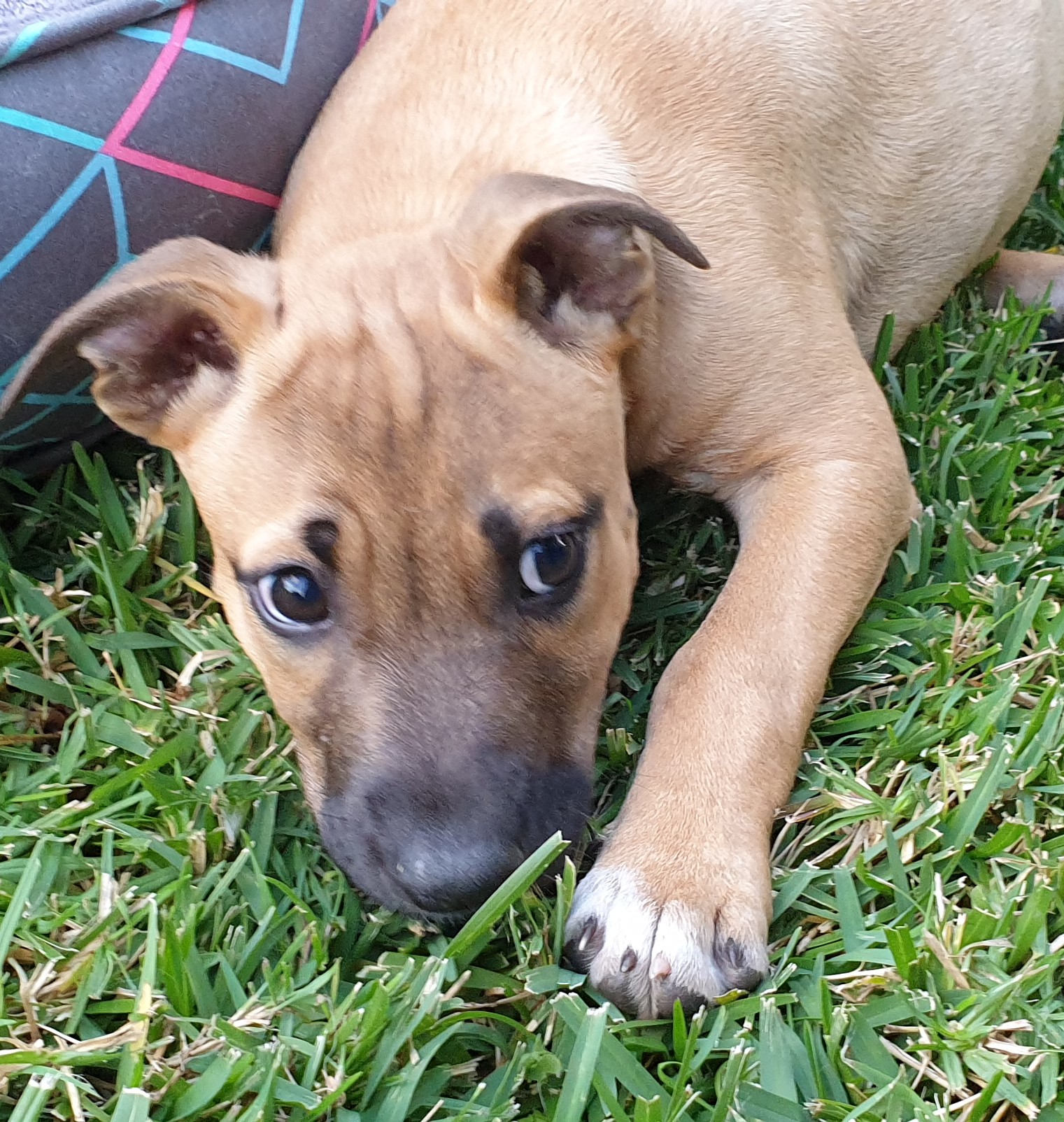 Stitch - Medium Male Australian Cattle Dog x Mastiff x Staffy Mix Dog ...