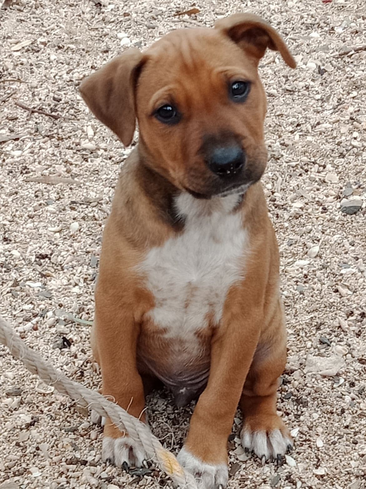 Kiki - Large Male Cross breed Dog in SA - PetRescue