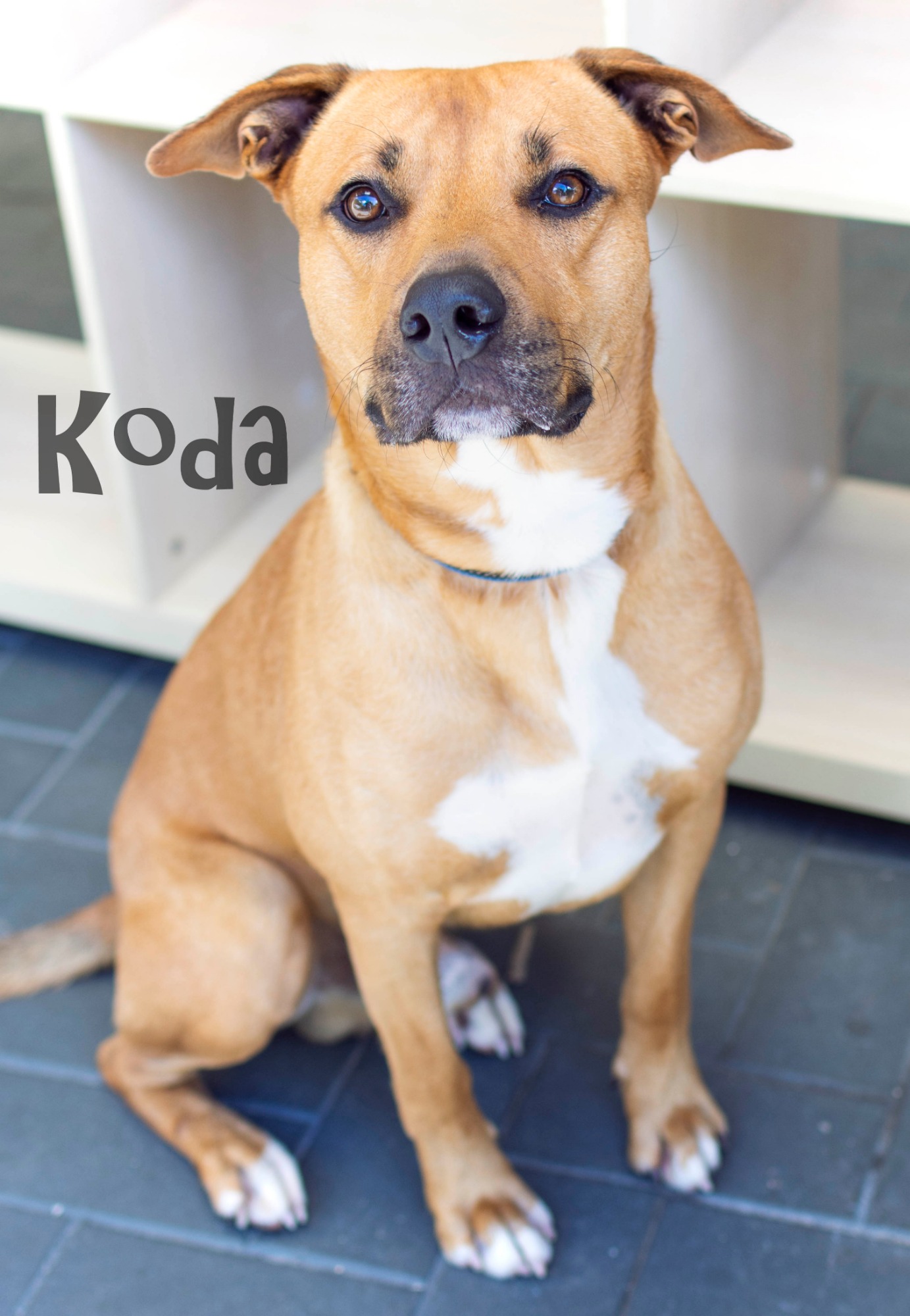 Koda - Large Male Rhodesian Ridgeback x Staffy Mix Dog in QLD - PetRescue
