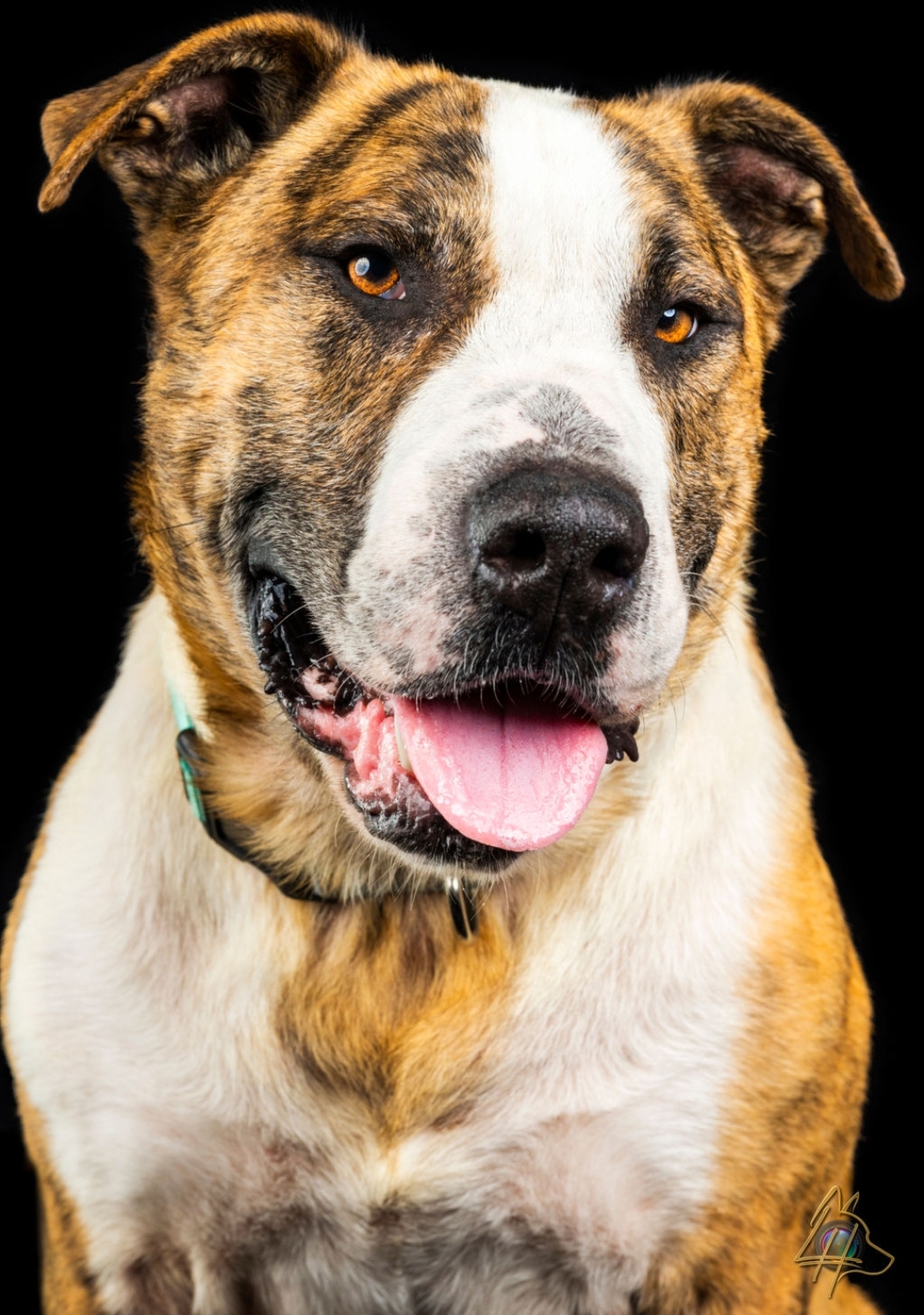 fergus - Large Male Bull Arab Mix Dog in QLD - PetRescue