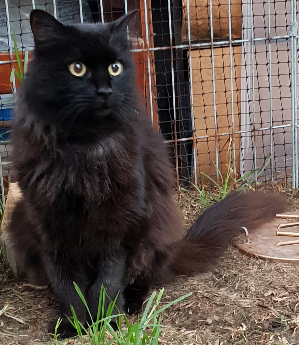 Zoe - Female Domestic Long Hair Cat in VIC - PetRescue