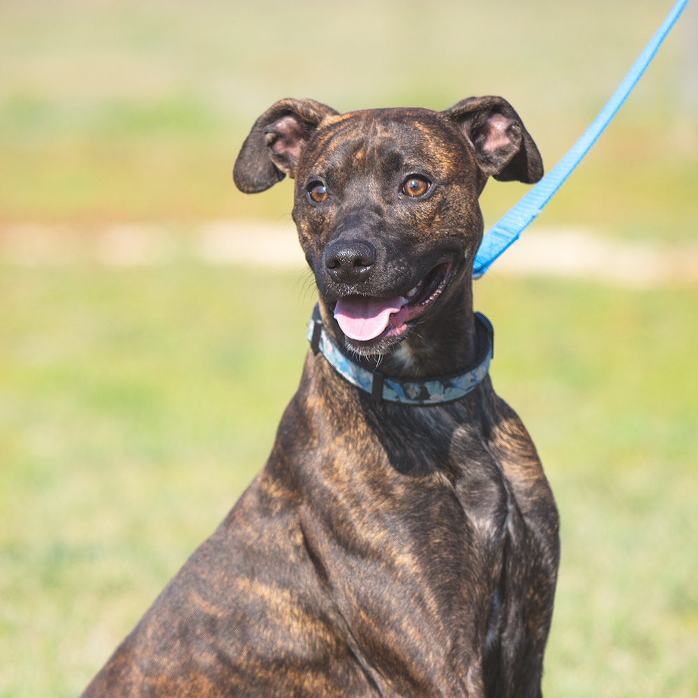 Khaleesi - Medium Female Boxer x Rhodesian Ridgeback Dog in VIC - PetRescue