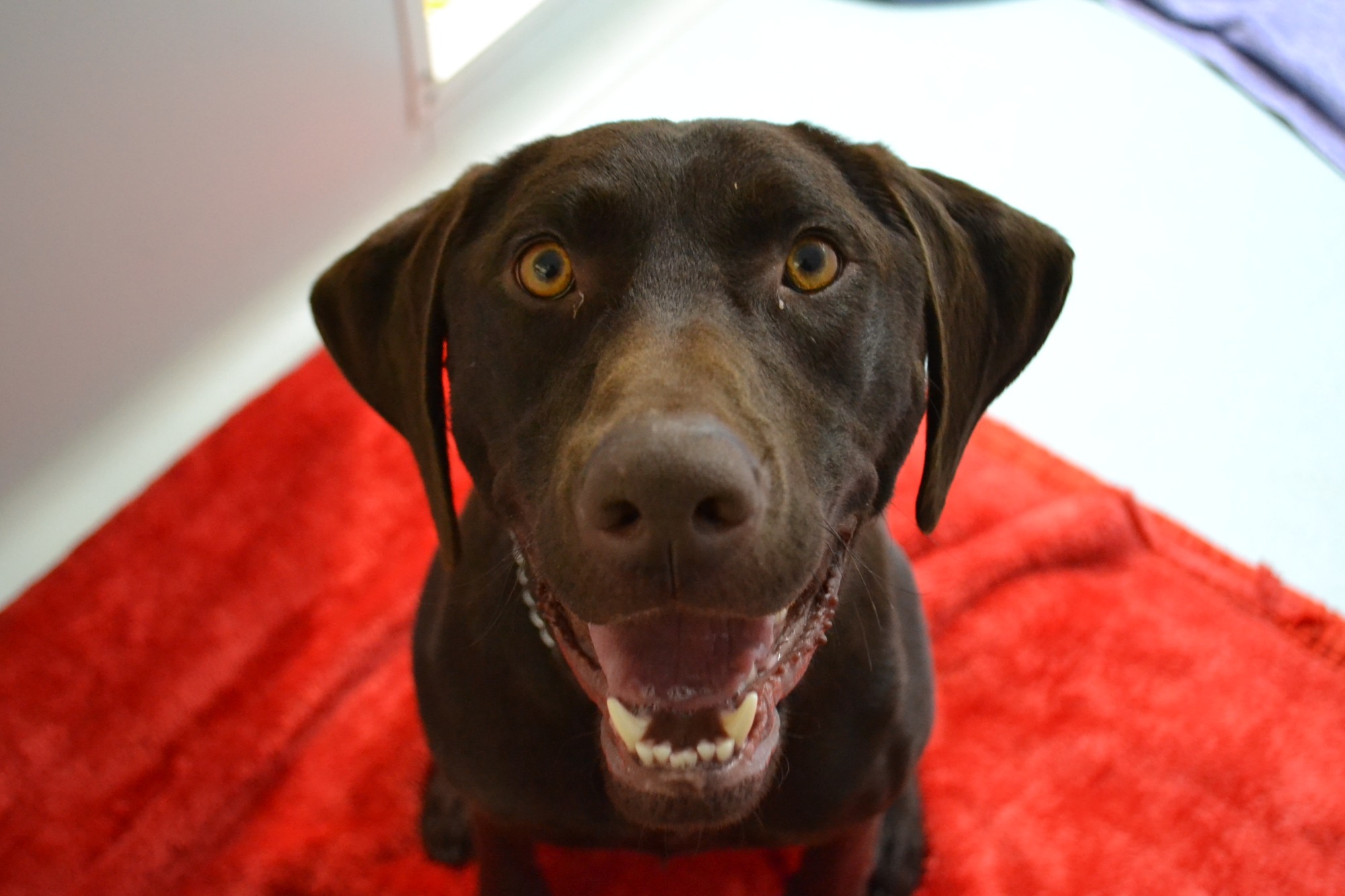 Jazz - Large Female German Shorthaired Pointer x Labrador Mix Dog in ...