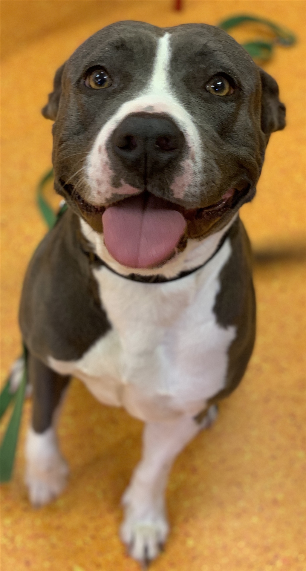 Skye - Medium Female American Staffordshire Bull Terrier Dog in QLD ...