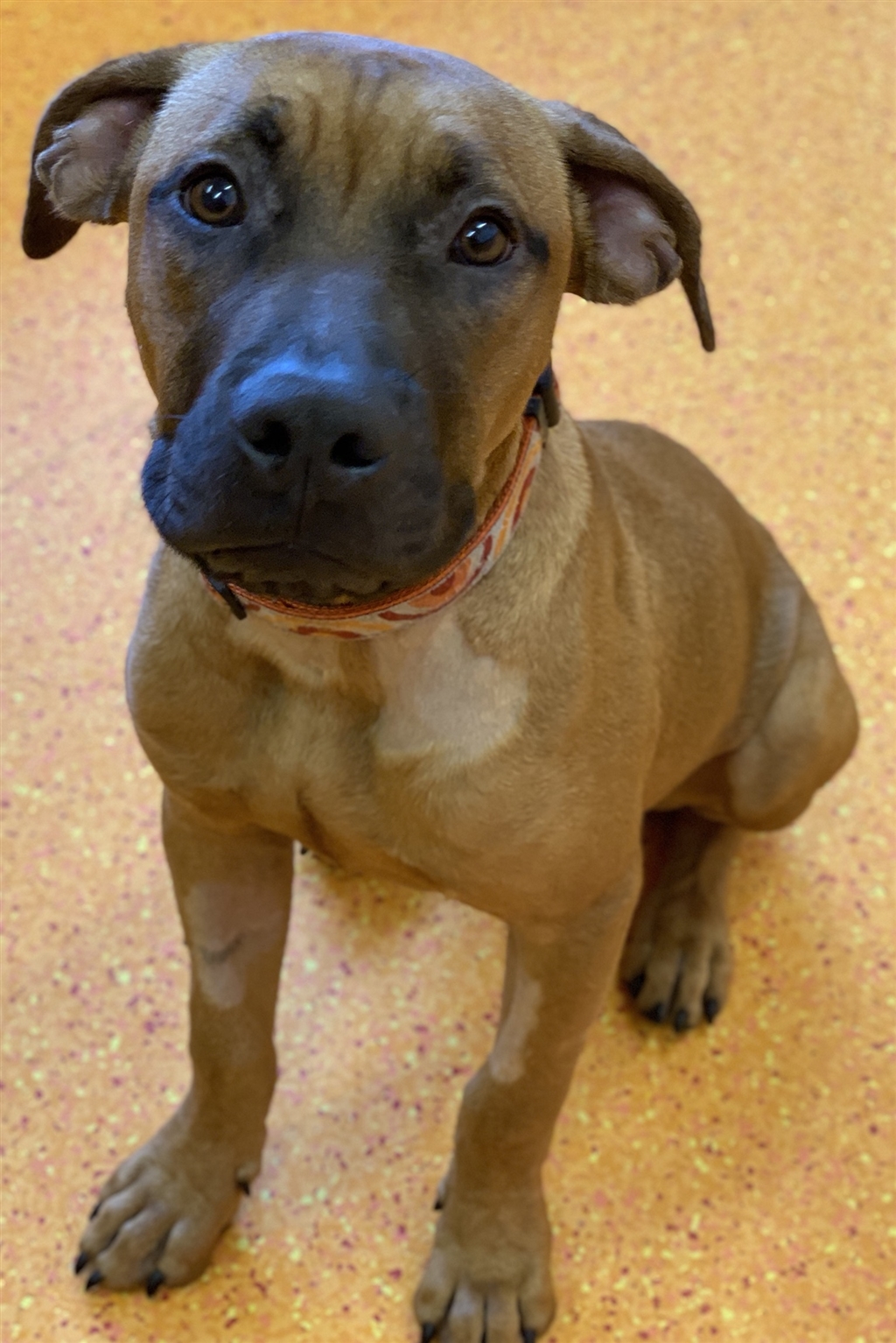 thor - Medium Male Rhodesian Ridgeback x English Staffordshire Bull ...