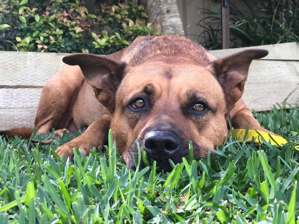 Sasha - Medium Female Rhodesian Ridgeback x Staffy Mix Dog in NSW ...