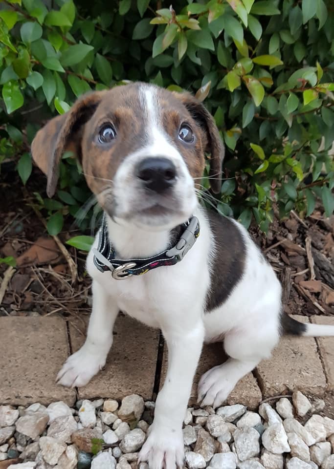 Snoopy - Large Male Bull Arab Mix Dog in QLD - PetRescue