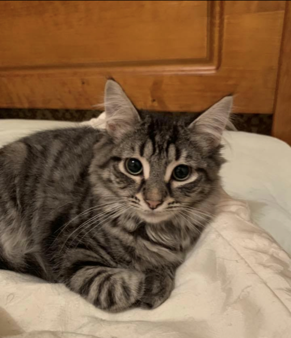 Rescue kitten - Dusky - Male Domestic Medium Hair Cat in SA - PetRescue