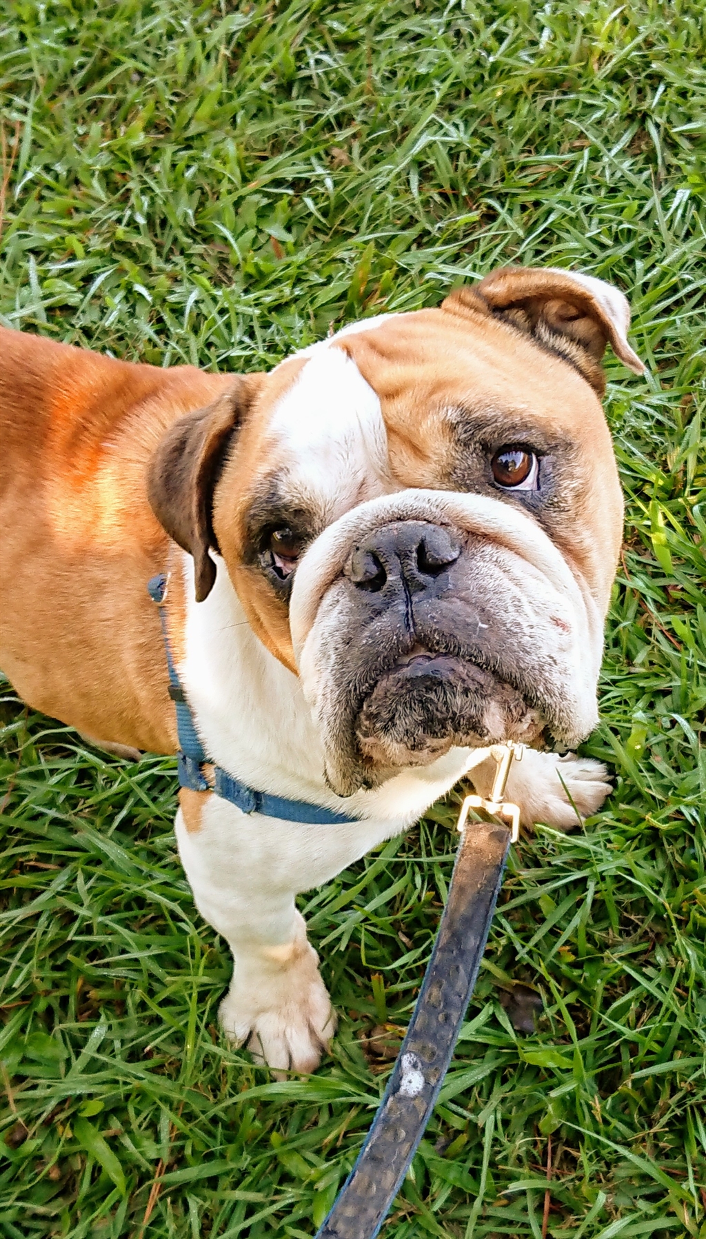 Dexter - Medium Male British Bulldog Dog in QLD - PetRescue