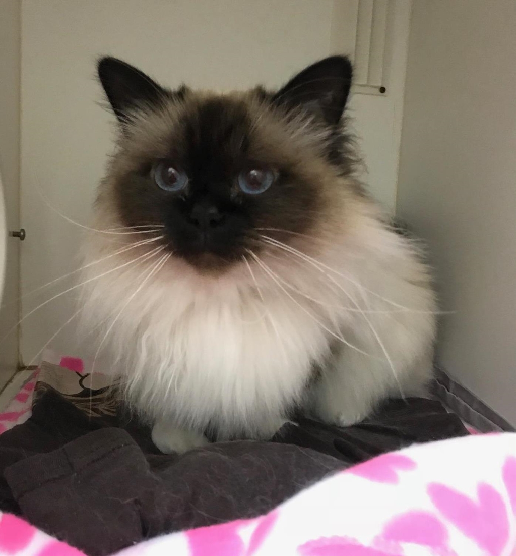 Tara - Female Birman Mix Cat in WA - PetRescue