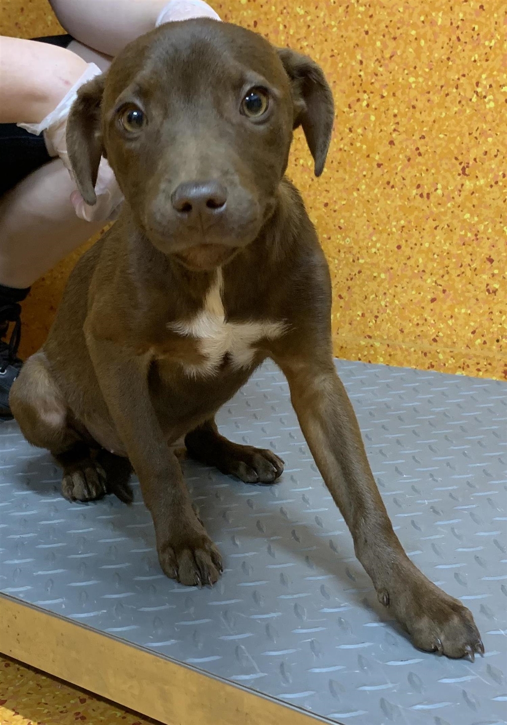 Ellie - Medium Female Kelpie x American Staffordshire Bull Terrier Mix ...