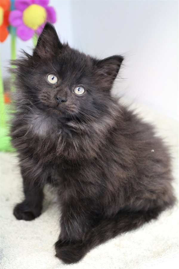 Crackle - Male Domestic Medium Hair Cat in NSW - PetRescue
