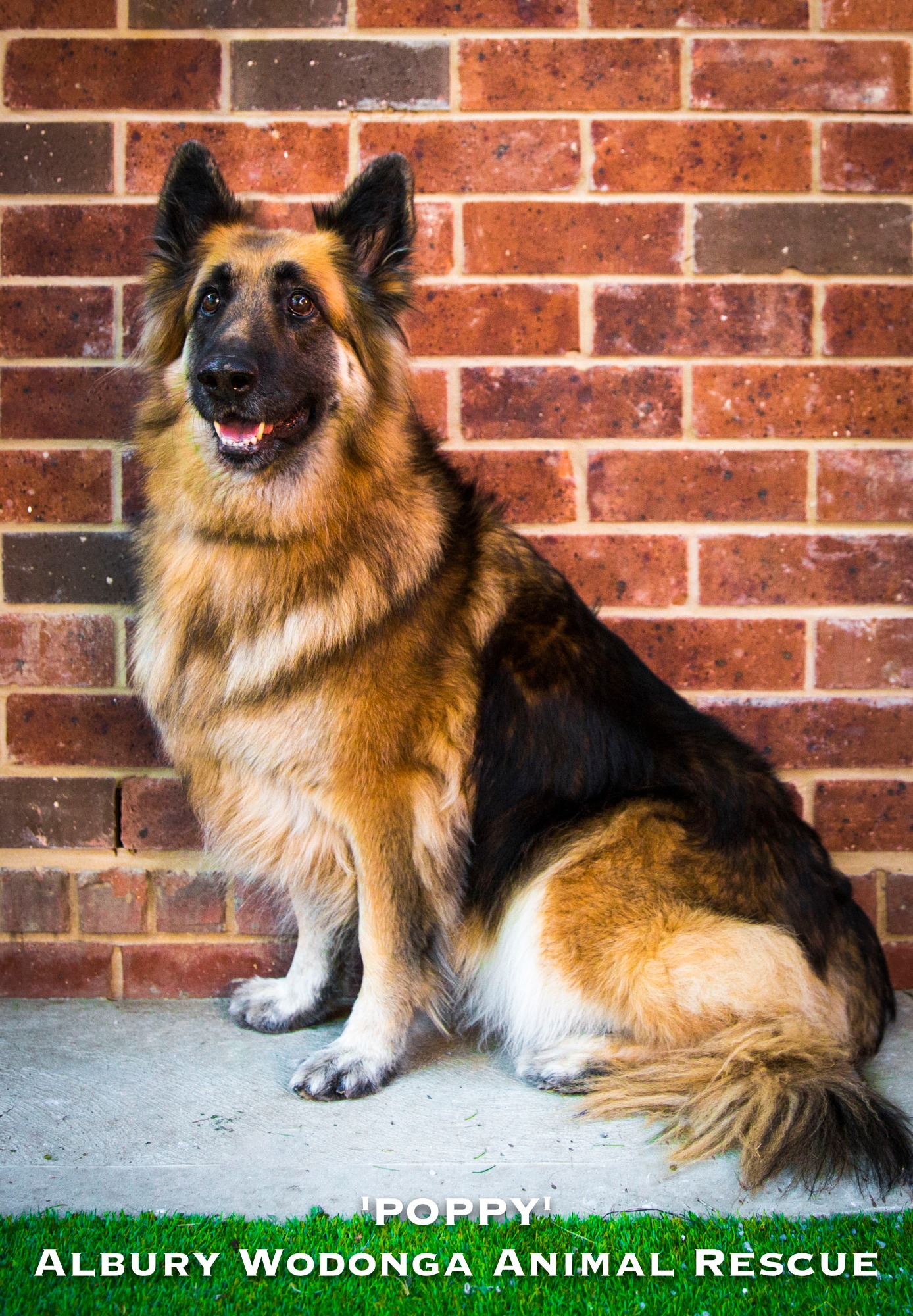 Poppy - Large Female German Shepherd Dog in NSW - PetRescue