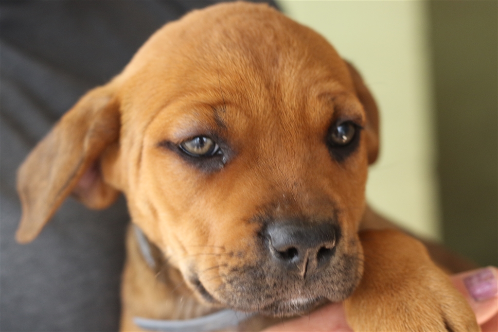 Captain - Large Male Rottweiler x English Staffordshire Bull Terrier ...