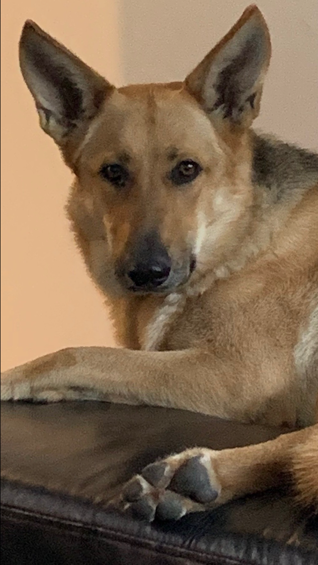 Layla - Large Female German Shepherd Dog in VIC - PetRescue