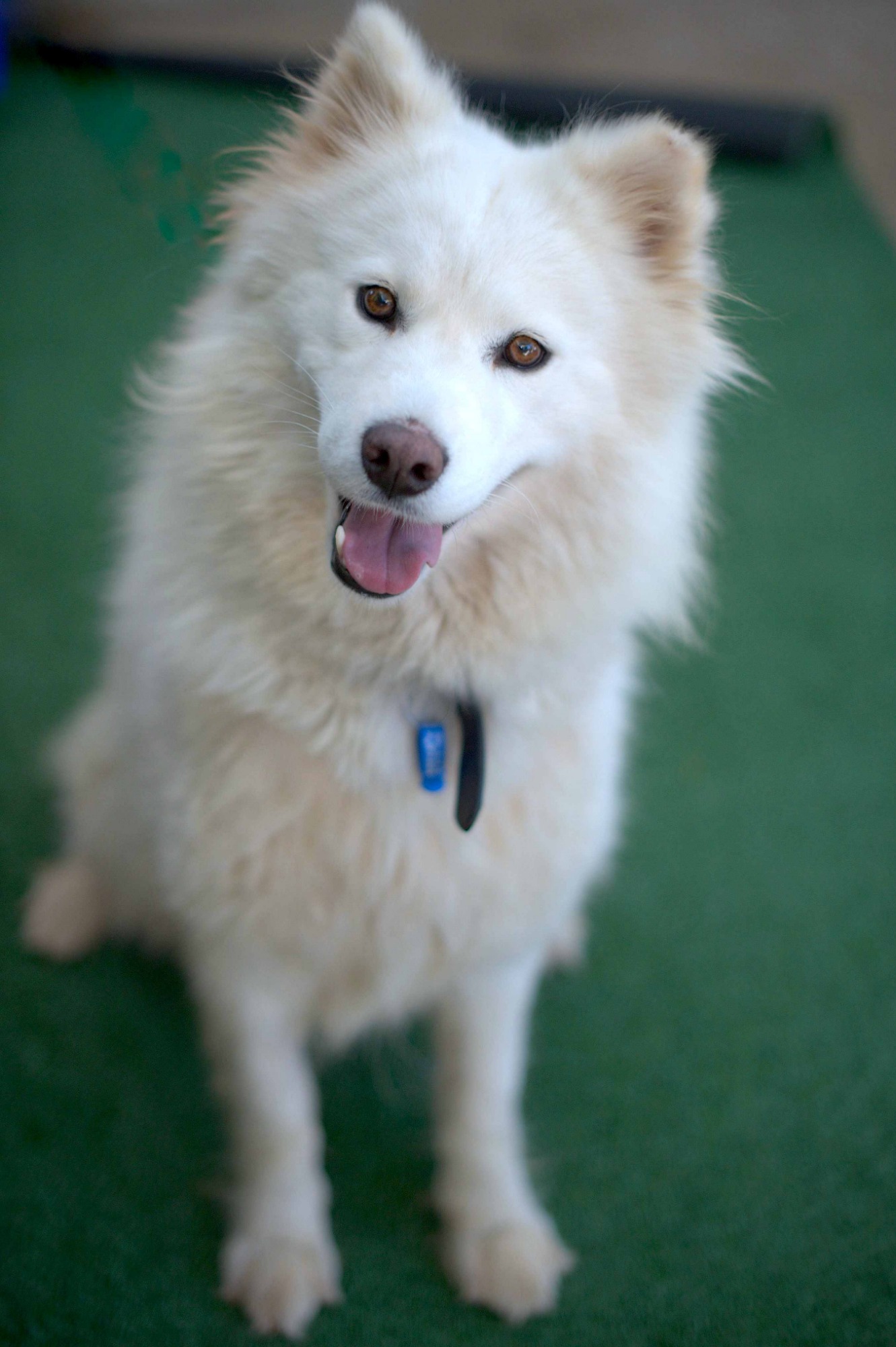 Cassie - Large Female Samoyed Dog in NSW - PetRescue