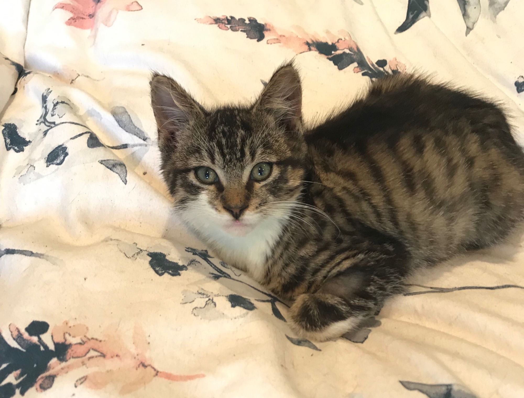 Billie - Meet me Saturday @ Best Friends Preston - Male Domestic Short ...