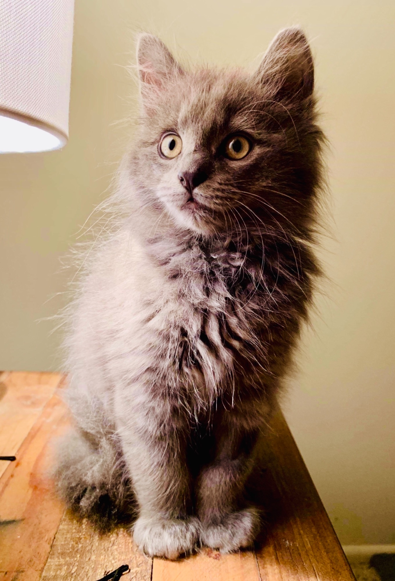 Fat and Fluffy Tim - Male Ragdoll Mix Cat in VIC - PetRescue